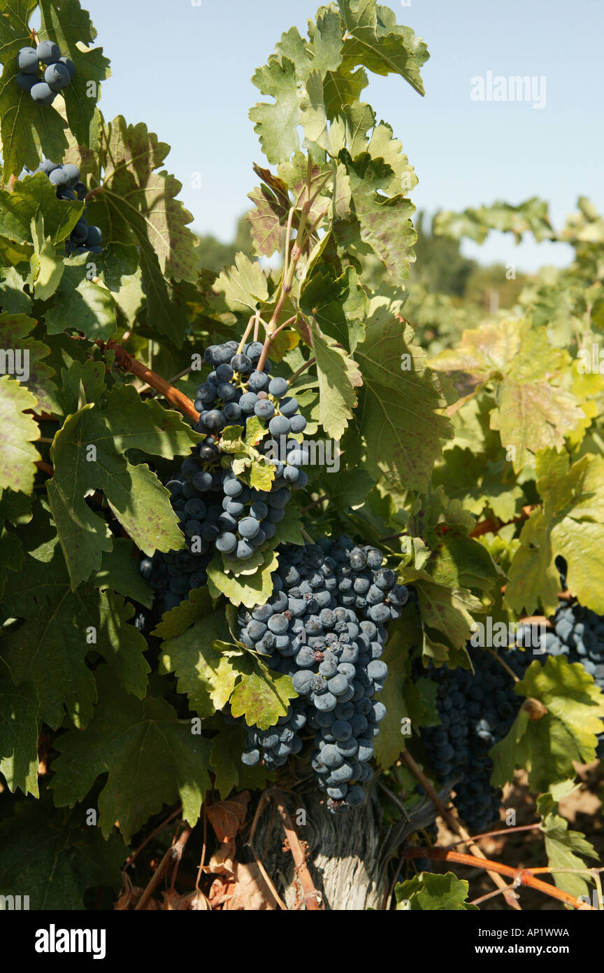 wine, grapa, fruit, wine, vineyard, harvesting, alcohol, green, grape ...
