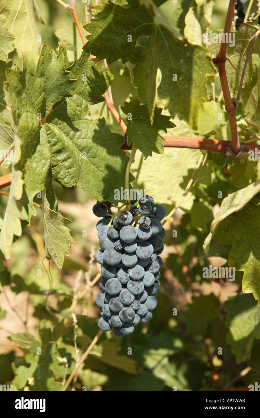 wine, grapa, fruit, wine, vineyard, harvesting, alcohol, green, grape ...