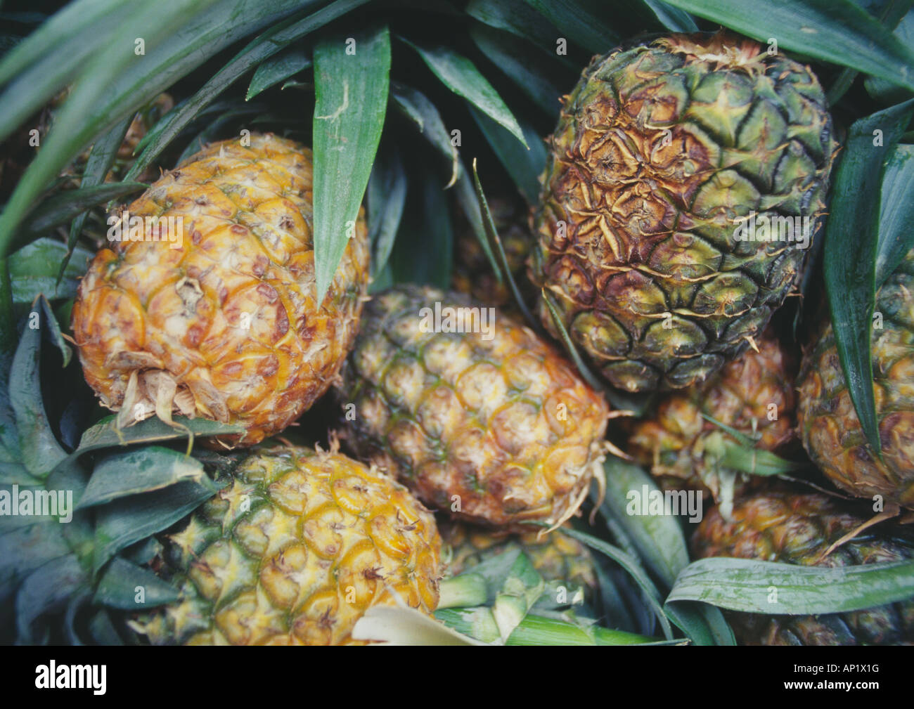 Bunch of pineapples hi-res stock photography and images - Alamy