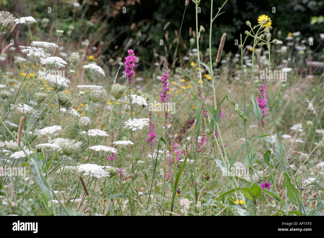 Meadow area managed to encourage summer flowering at Holbrook Garden ...