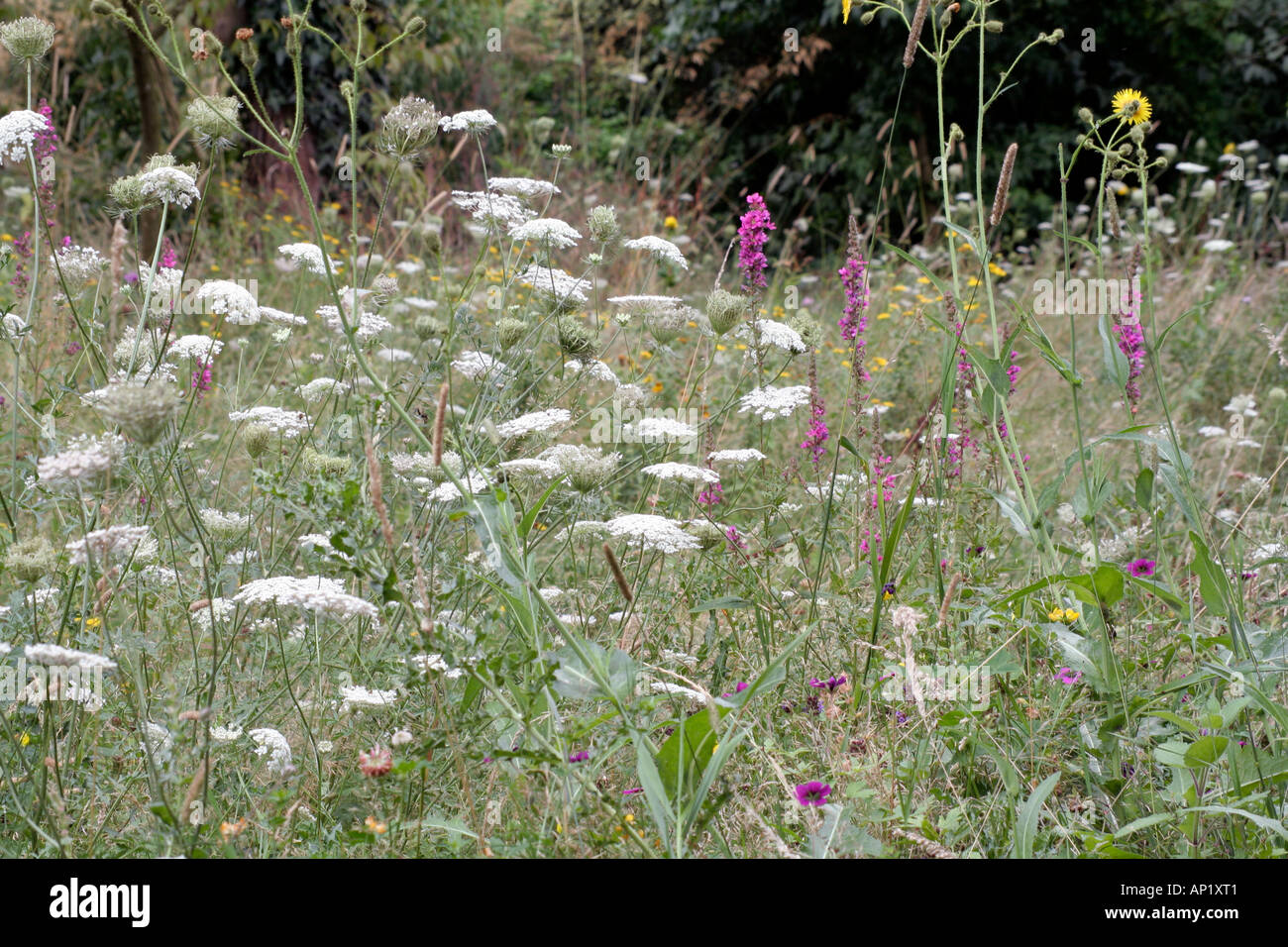 Wildflower meadow at Holbrook Garden in Devon Stock Photo - Alamy