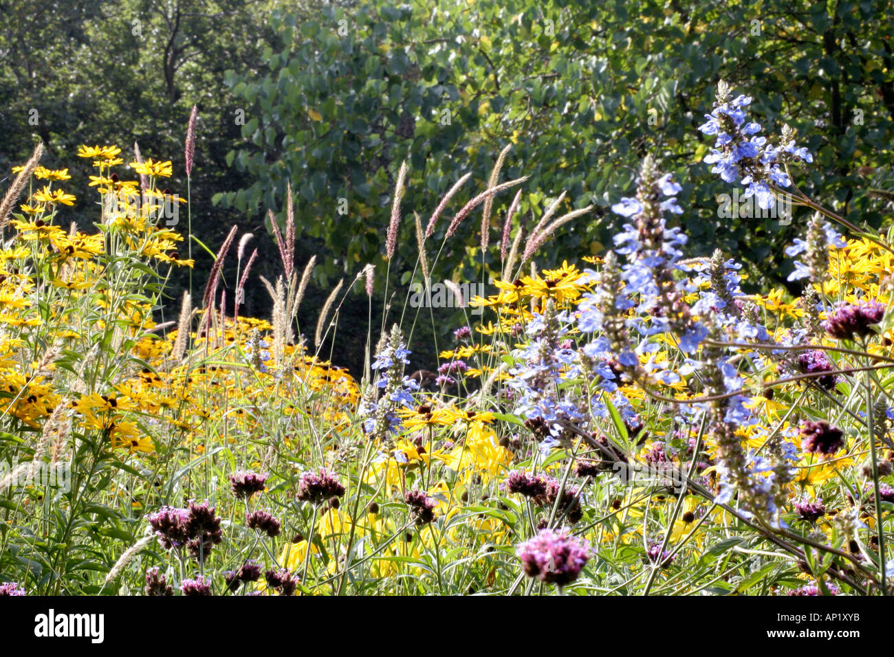 Naturalistic planting at Holbrook garden Devon Stock Photo - Alamy