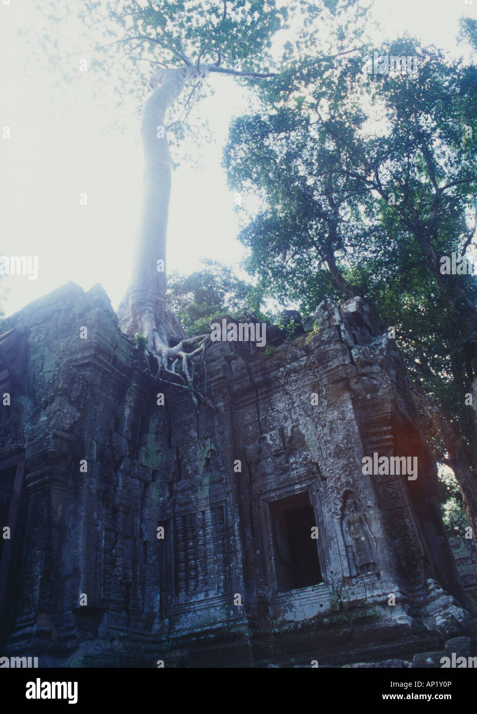 tree growing on temple, Angkor Wat, Cambodia Stock Photo - Alamy