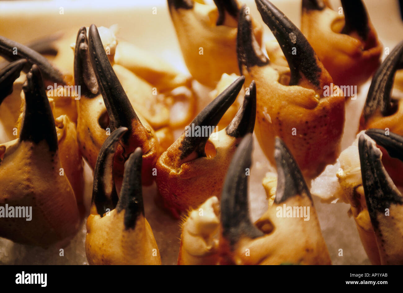 Pile of lobster claws hi-res stock photography and images - Alamy