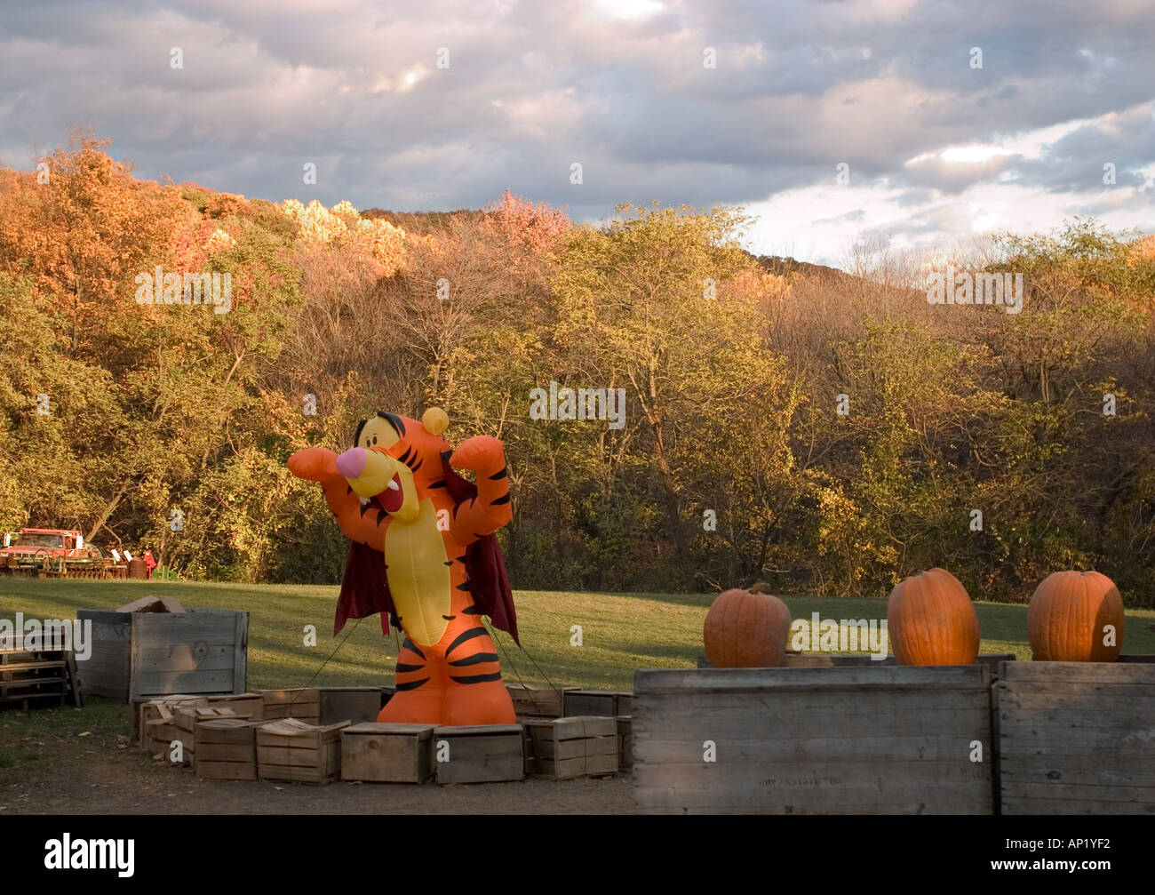 Large inflated tiger and pumpkins on Dr Davies Farm in late October ...