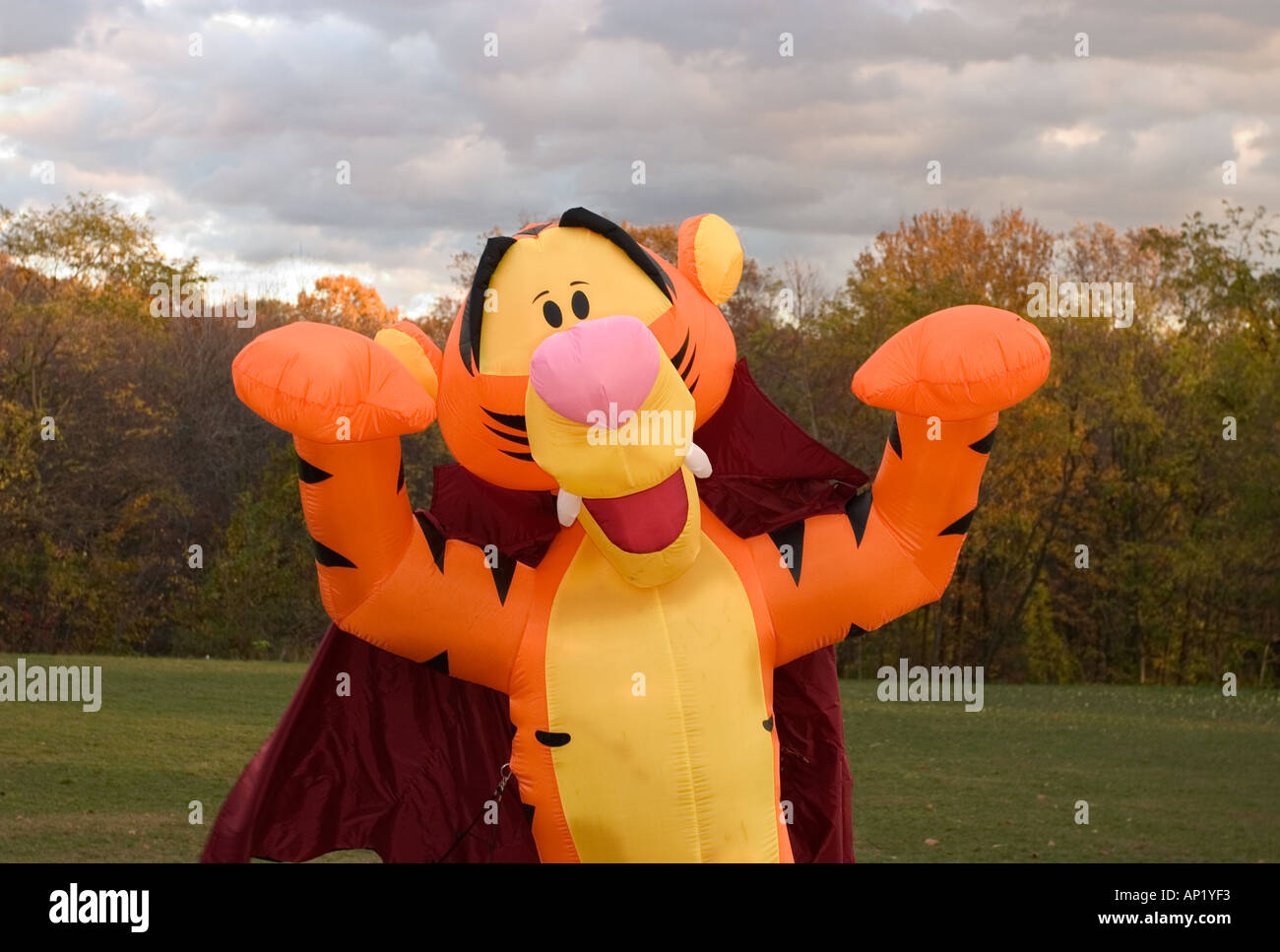 Large inflated tiger on Dr Davies Farm in late October afternoon sun ...