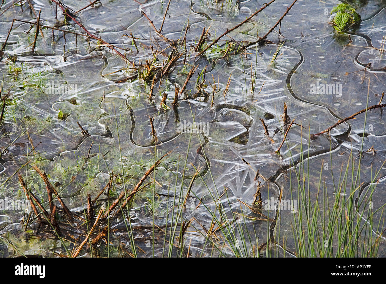 frozen ripples and brambles Howardian nature reserve Cardiff Stock ...