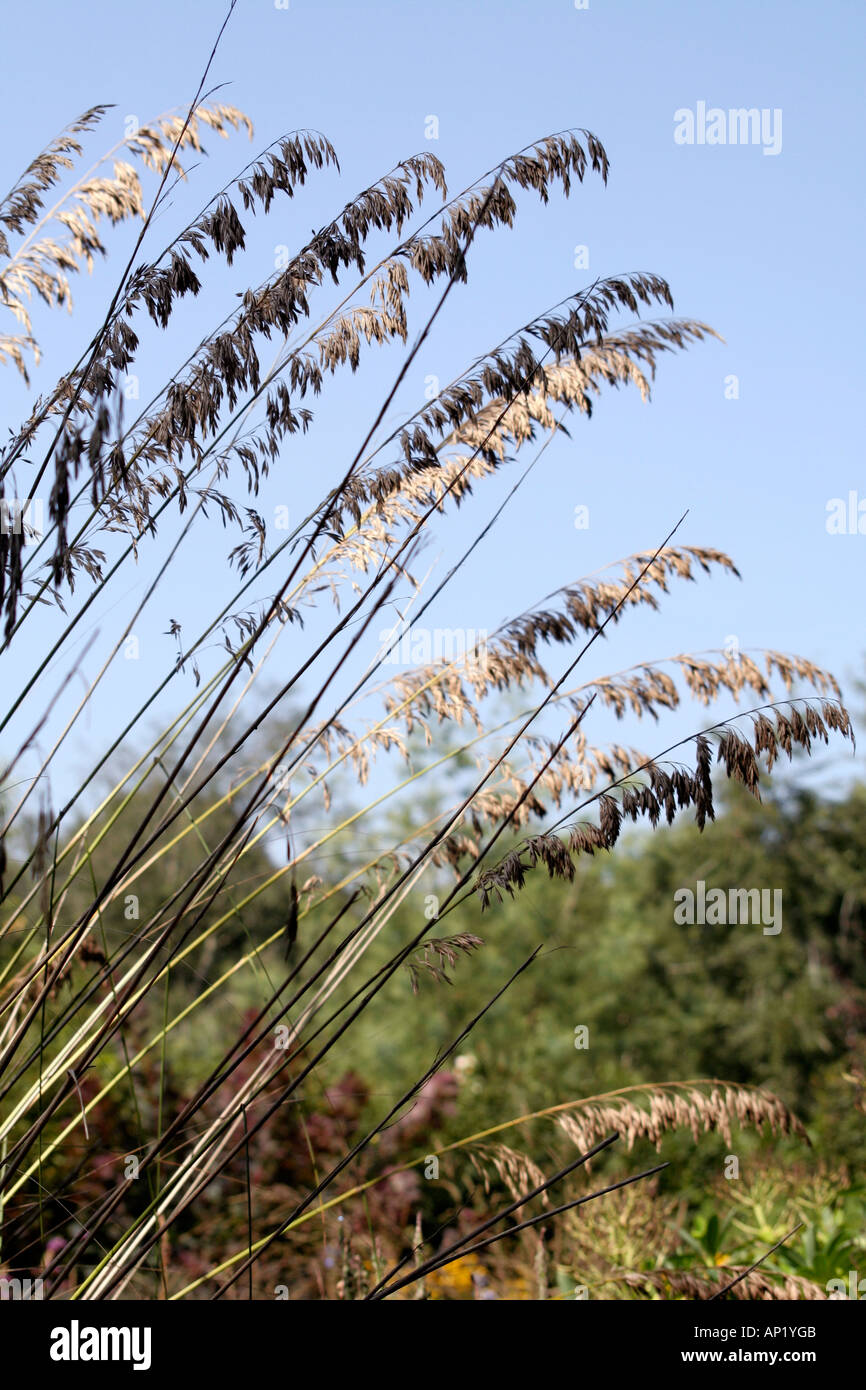 Ampelodesmos mauritanicus growing at Holbrook Garden in Devon Stock ...