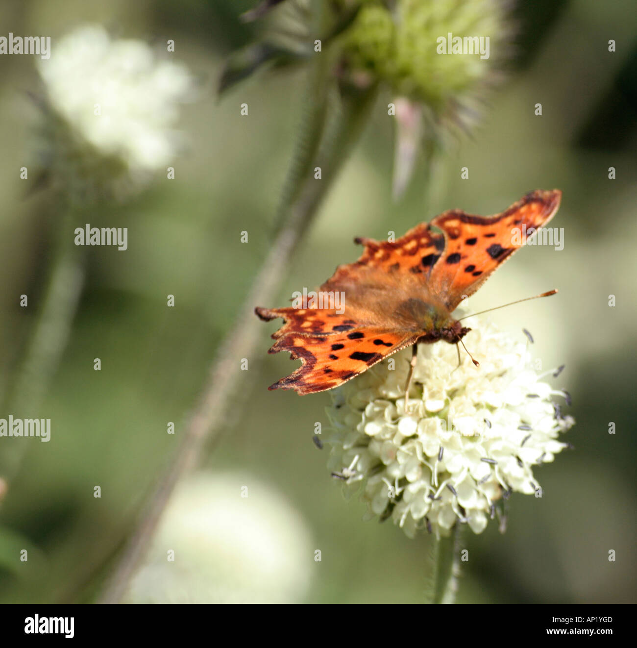 Comma butterfly Polygonia c album feeding for nectar on Dipsacus ...