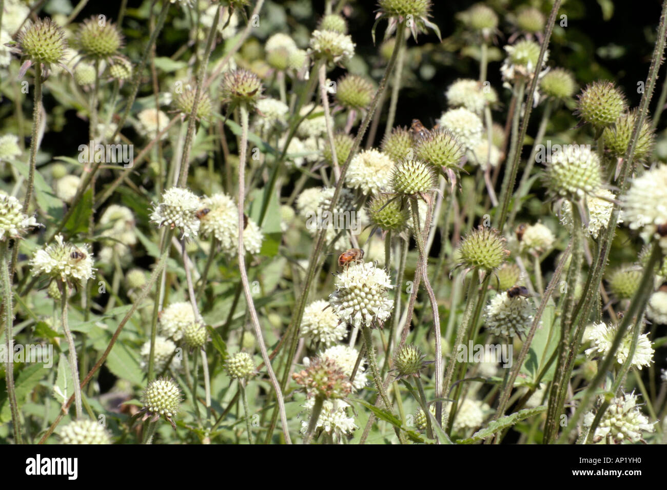 Invaluable hi-res stock photography and images - Alamy