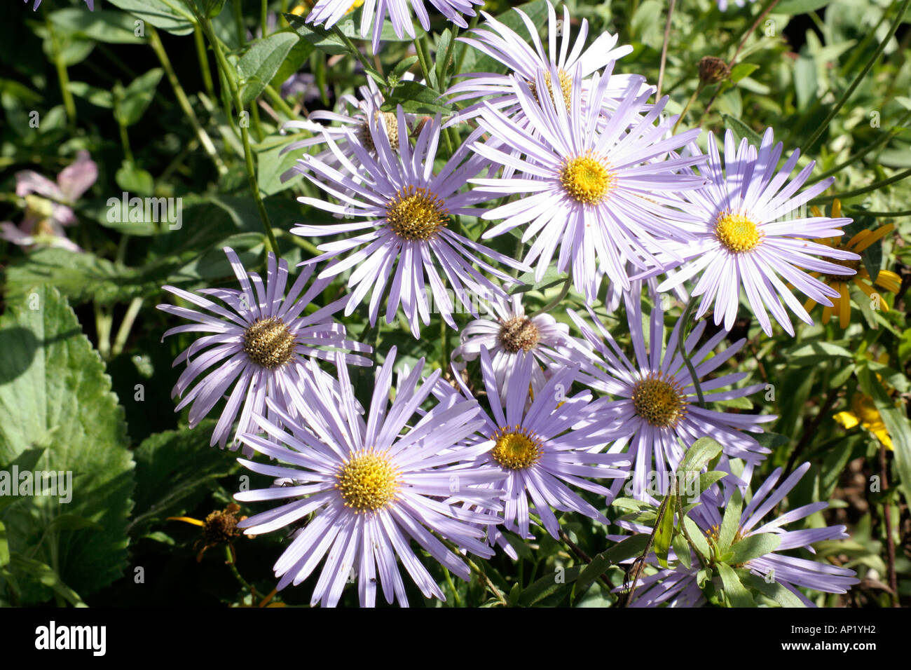 Asters monch hi-res stock photography and images - Alamy