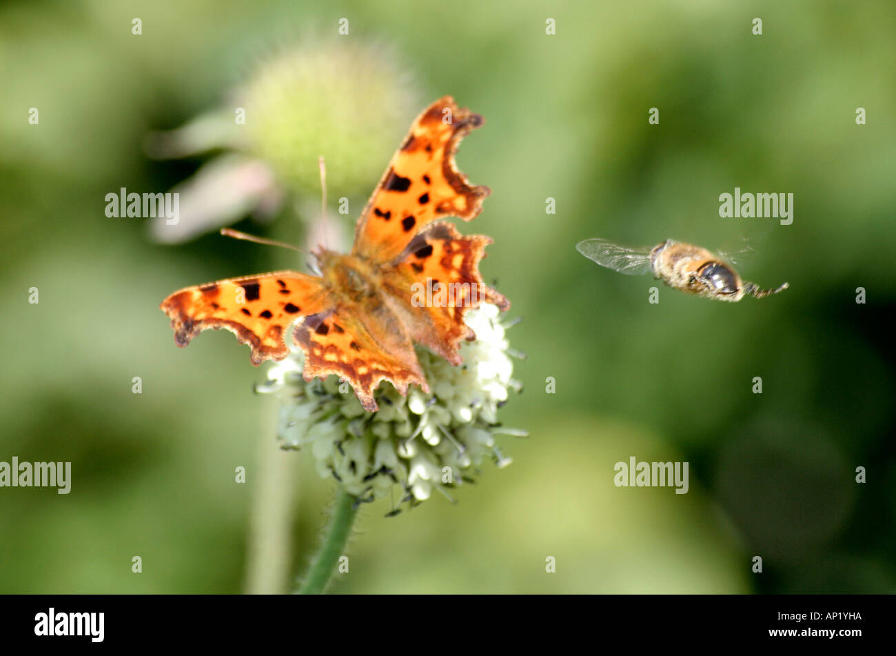 Dipsacus inermis hi-res stock photography and images - Alamy