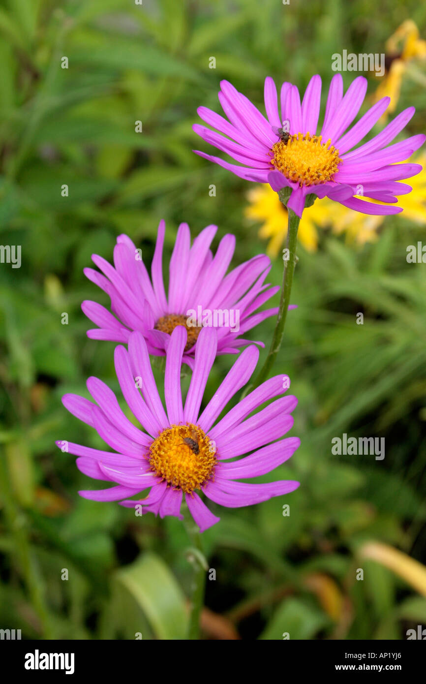 Senecio pulcher hi-res stock photography and images - Alamy