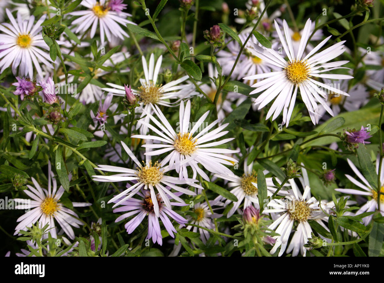 Pyrenaeus lutetia hi-res stock photography and images - Alamy