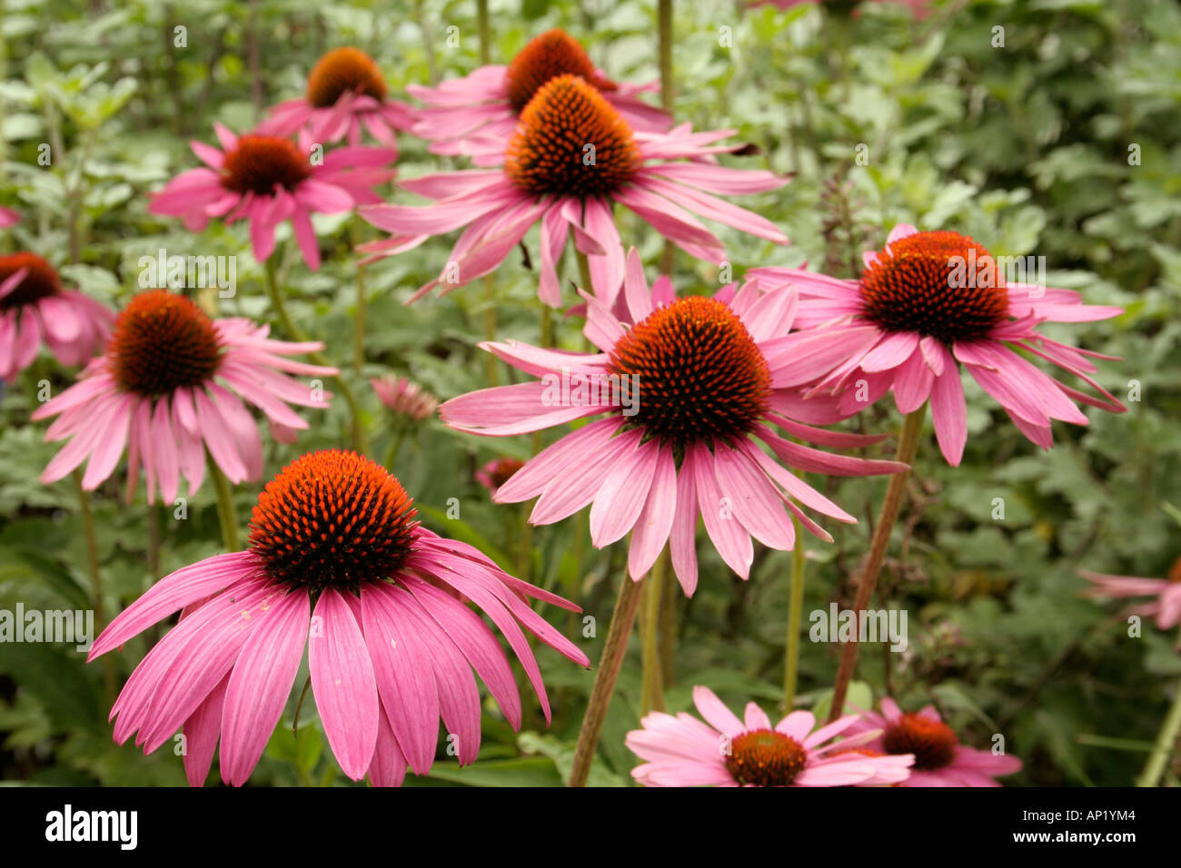 Echinacea purpurea Rubinstern growing at Sampford Shrubs nursery in ...