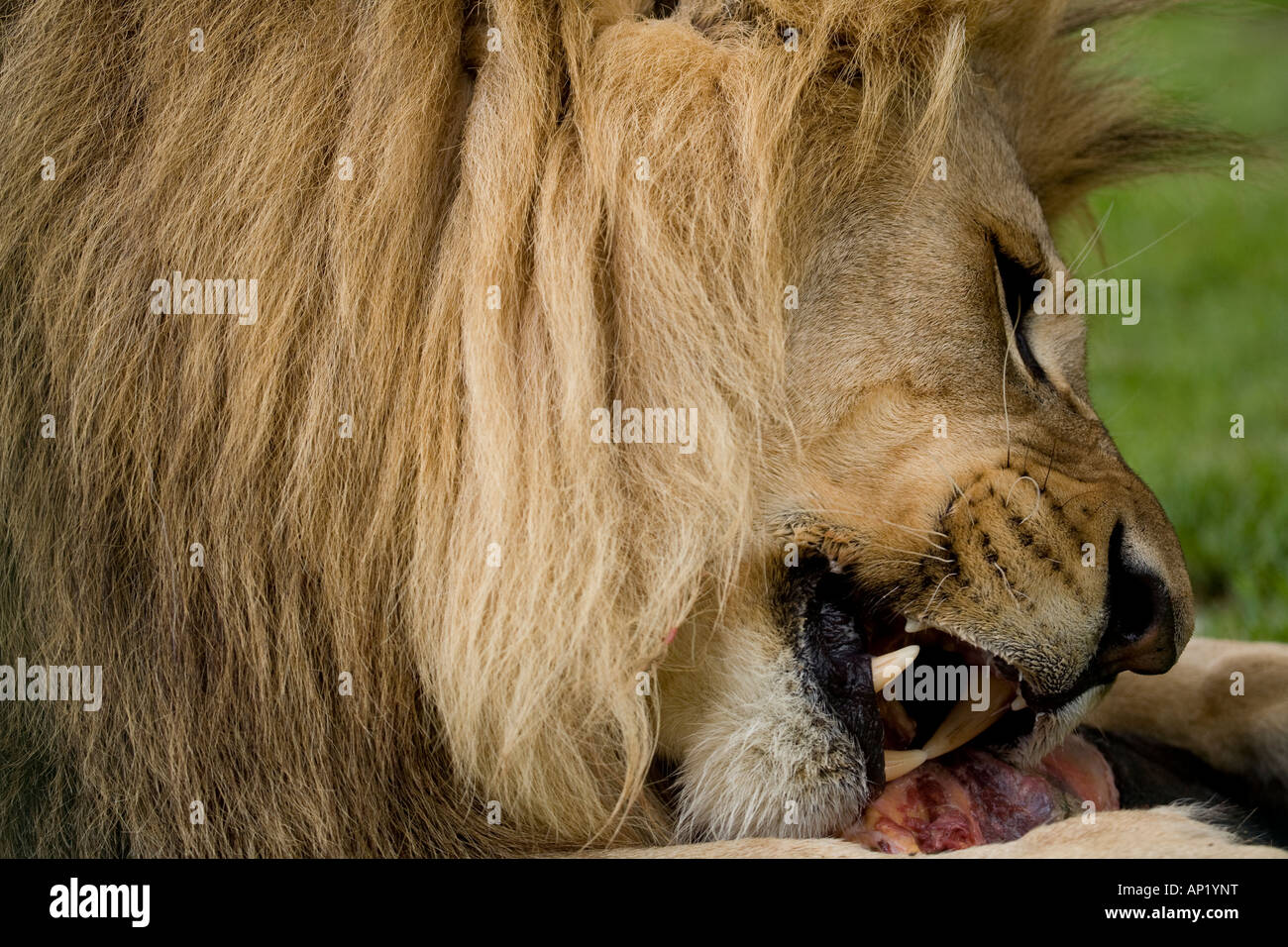 Close up of Lion eating fresh meat whilst lying down Stock Photo - Alamy