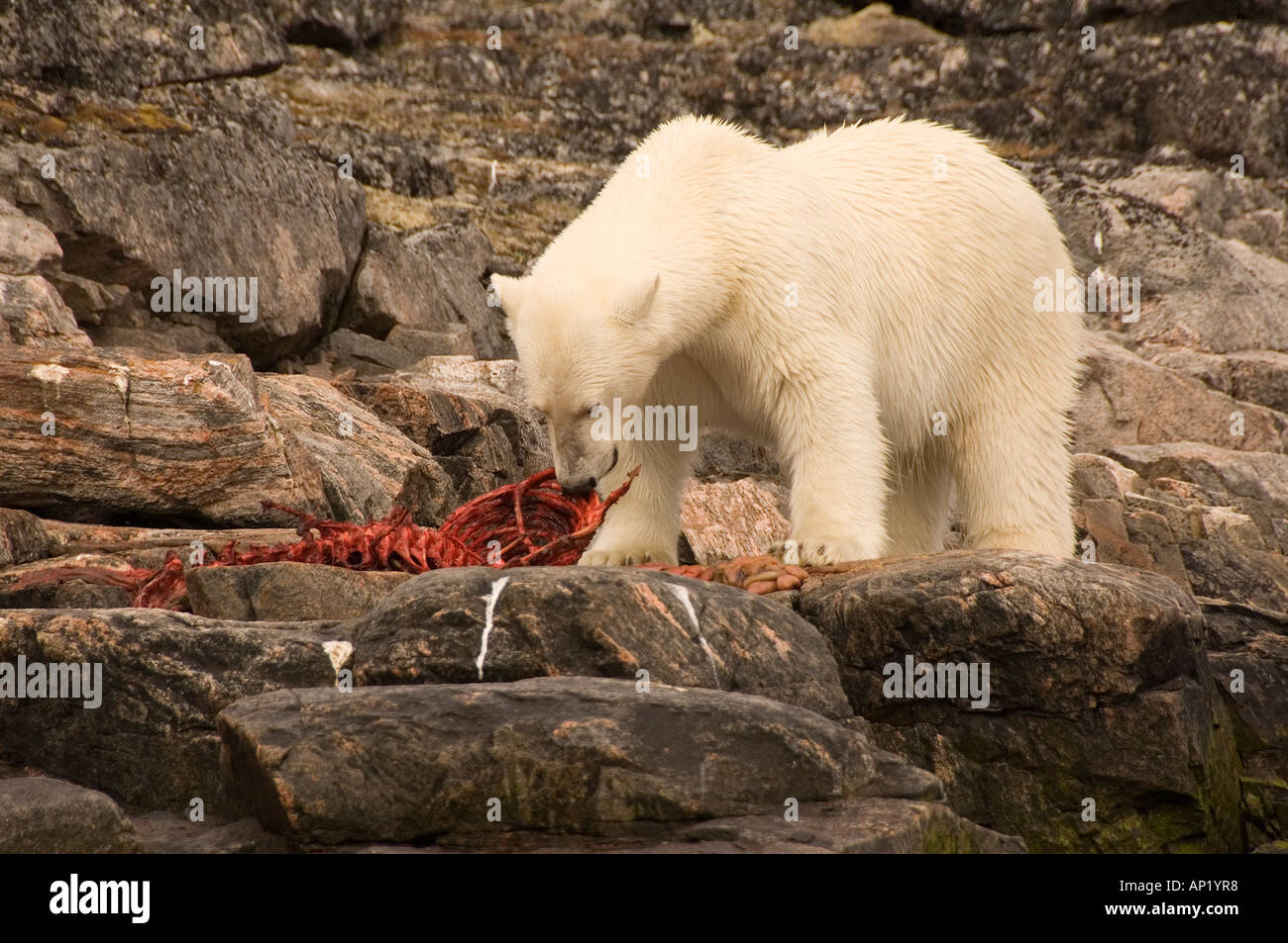 Polar Bear feeding on a seal carcass Labrador Canada Stock Photo - Alamy