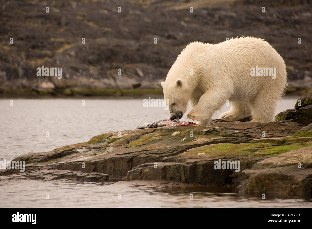 Polar Bear feeding on a seal carcass Labrador Canada Stock Photo - Alamy