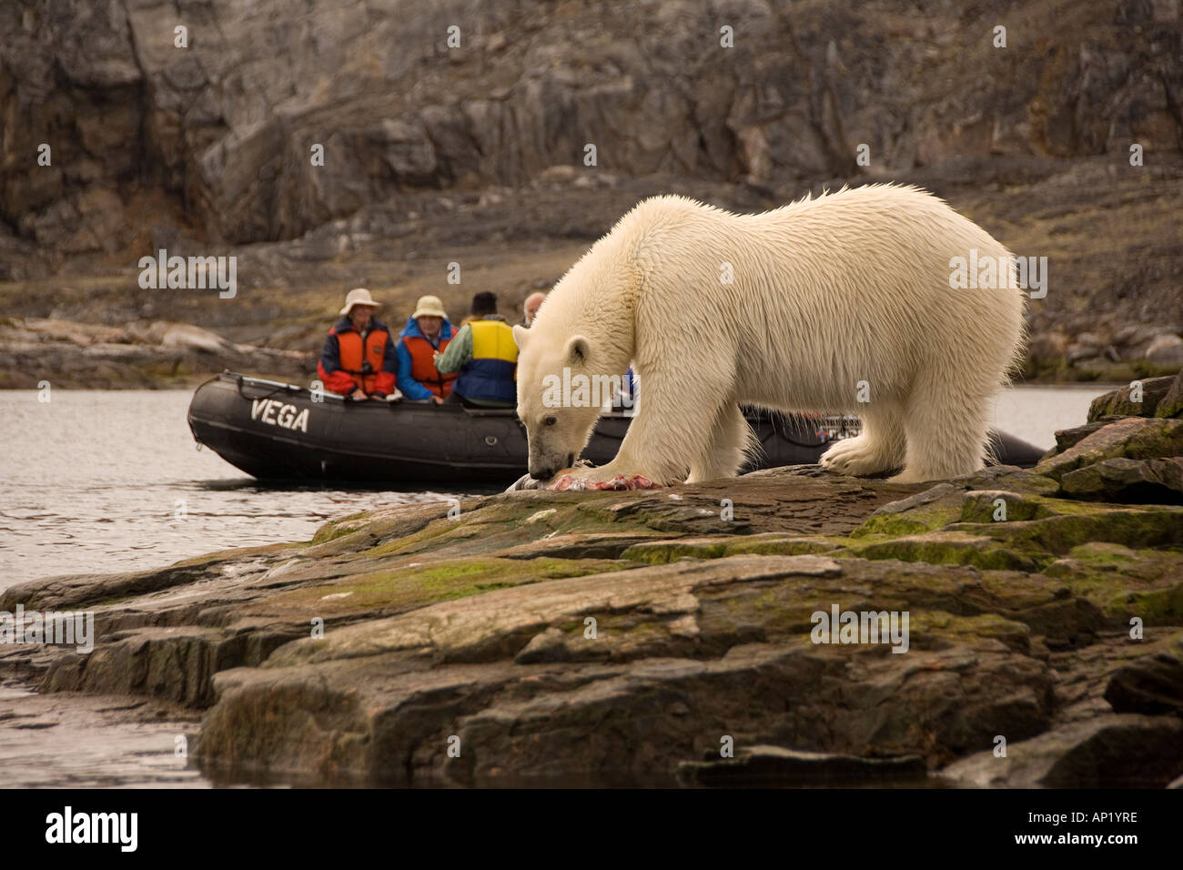 Polar Bear feeding on a seal carcass Labrador Canada Stock Photo - Alamy
