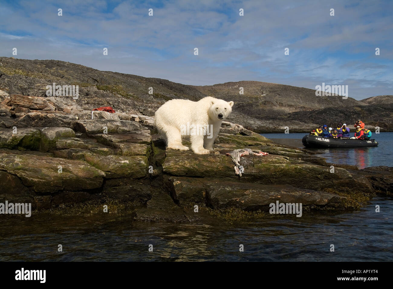 Polar Bear feeding on a seal carcass Labrador Canada Stock Photo - Alamy