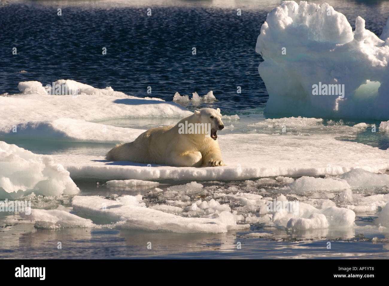 Polar Bear Davis Strait Labrador See Canada Stock Photo - Alamy