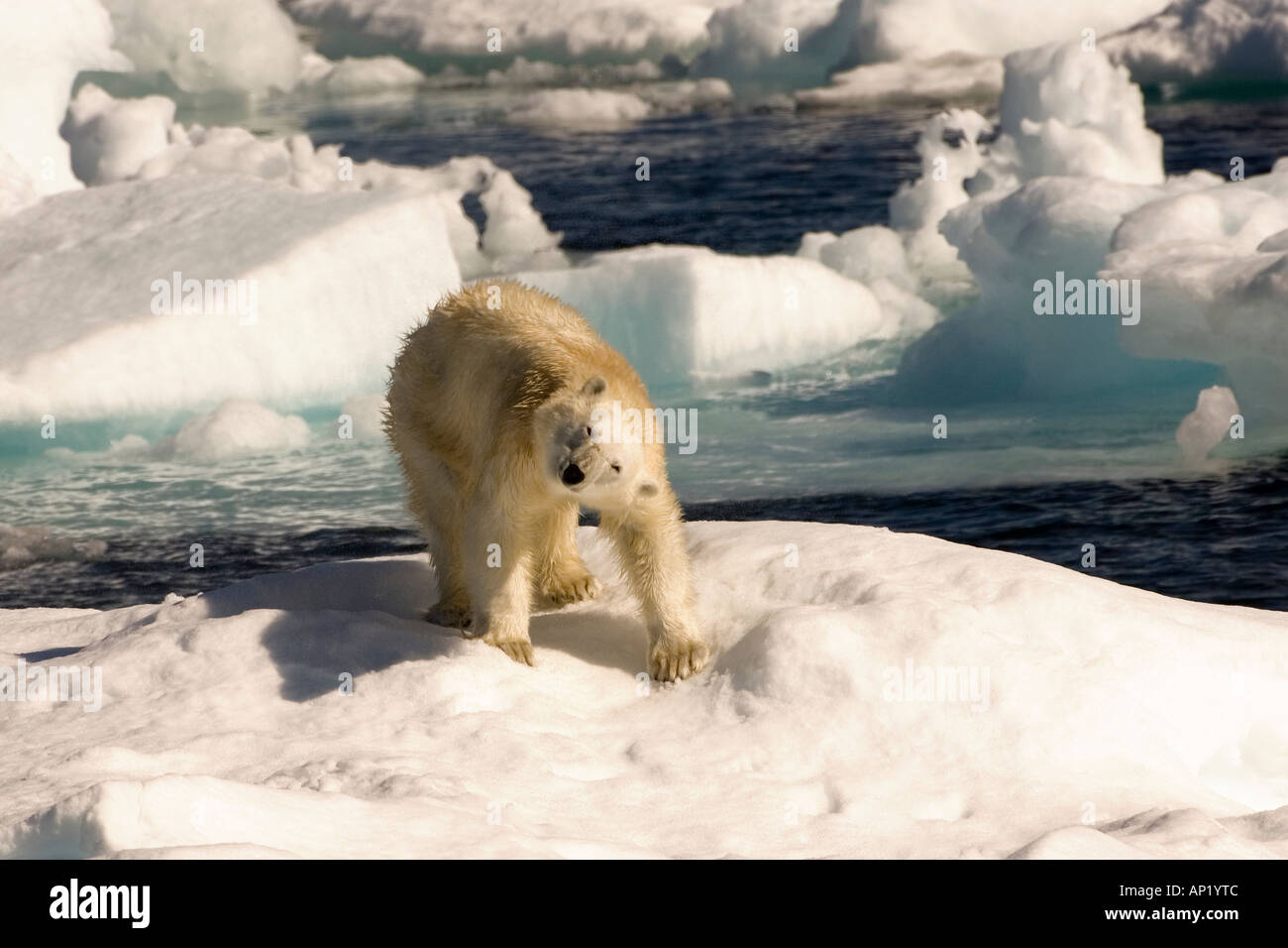 Mer labrador hi-res stock photography and images - Alamy