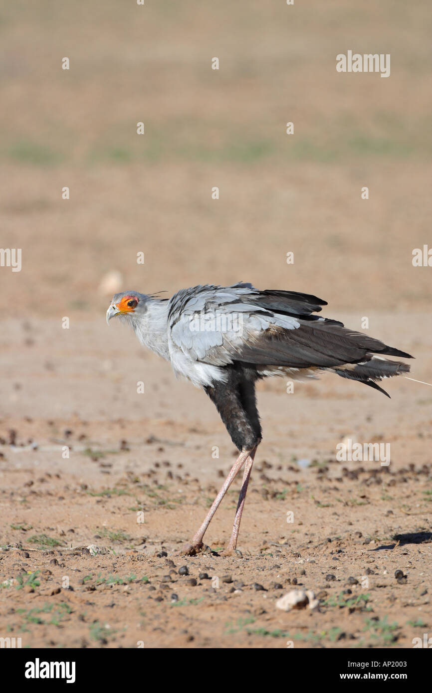 secretary bird walking Stock Photo - Alamy