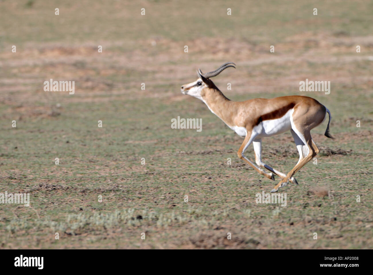 Springbok running hi-res stock photography and images - Alamy