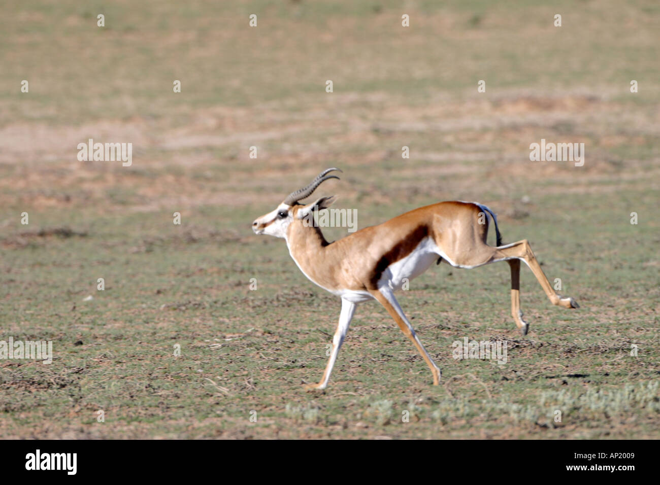 Short springbok hi-res stock photography and images - Alamy