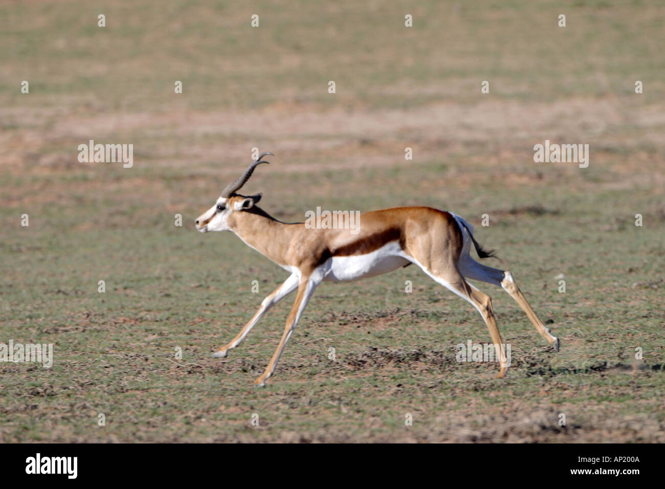 Short springbok hi-res stock photography and images - Alamy