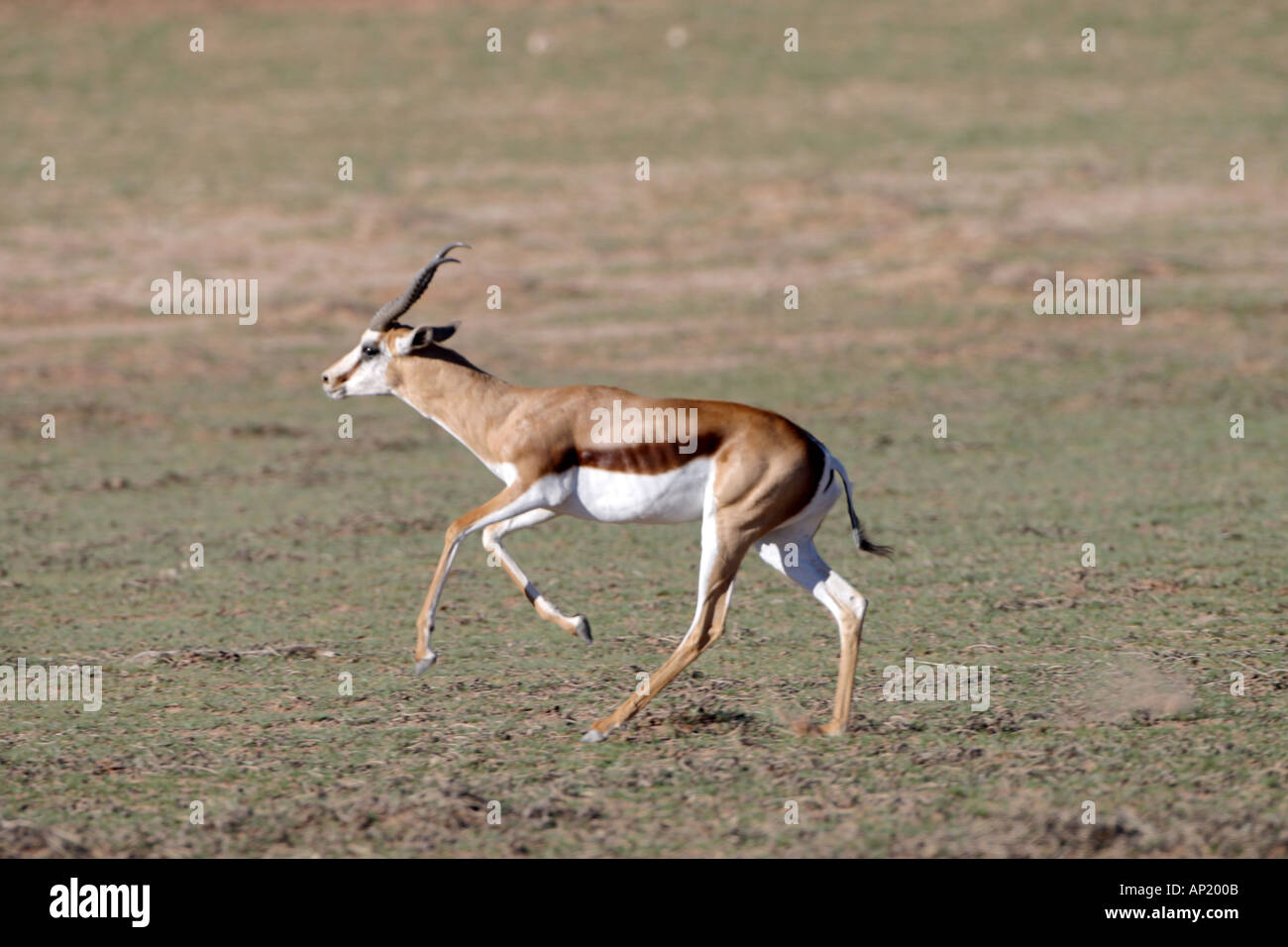 Short springbok hi-res stock photography and images - Alamy
