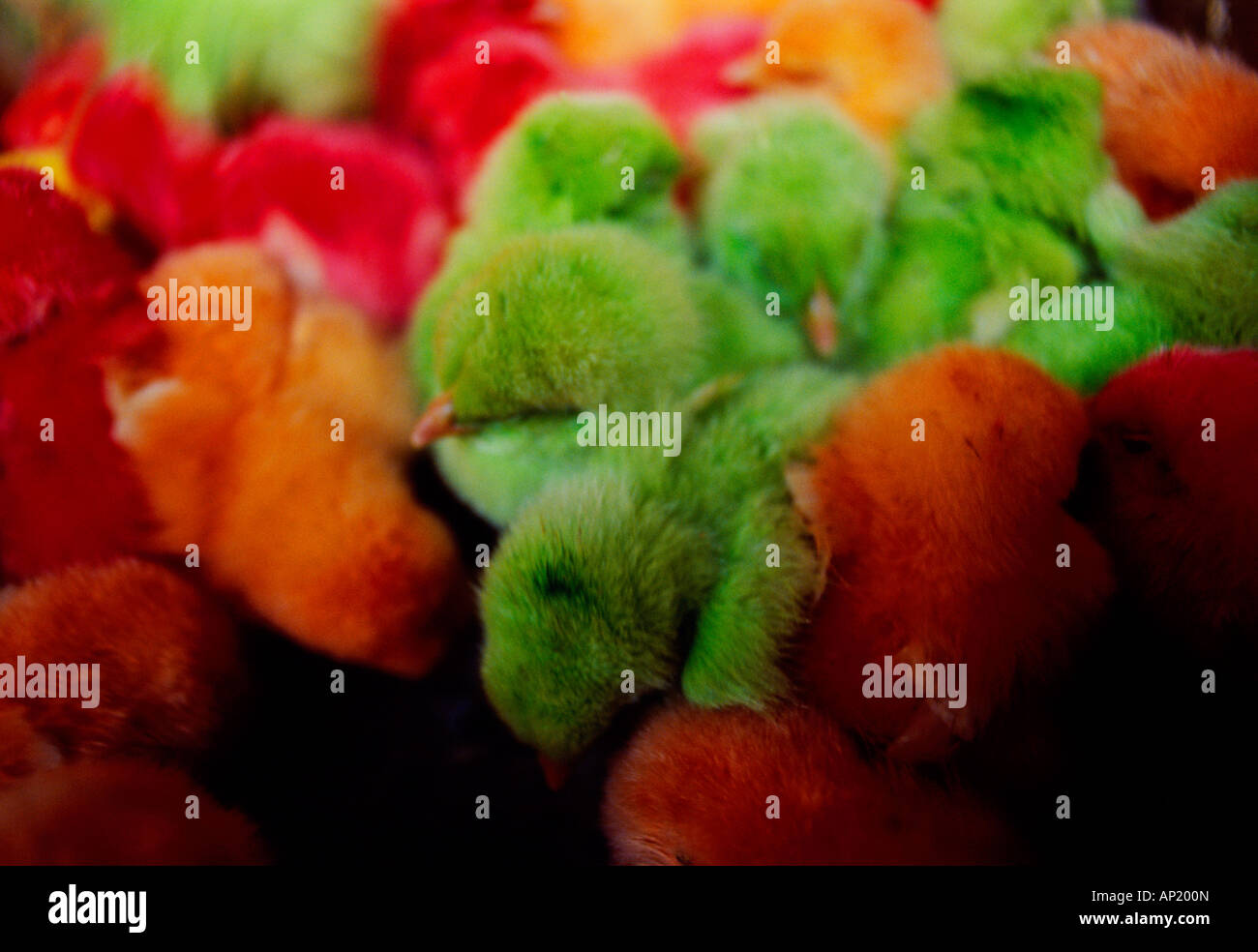 Coloured chicks for sale hi-res stock photography and images - Alamy