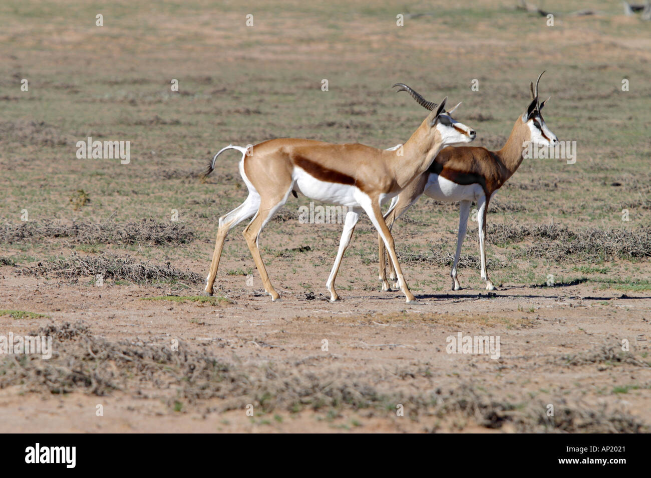 Springbok Mating High Resolution Stock Photography and Images - Alamy