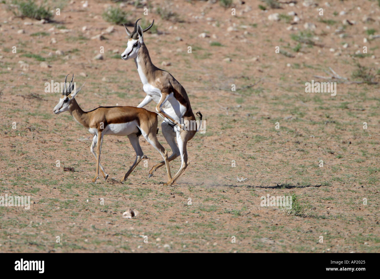 Springbok mating hi-res stock photography and images - Alamy