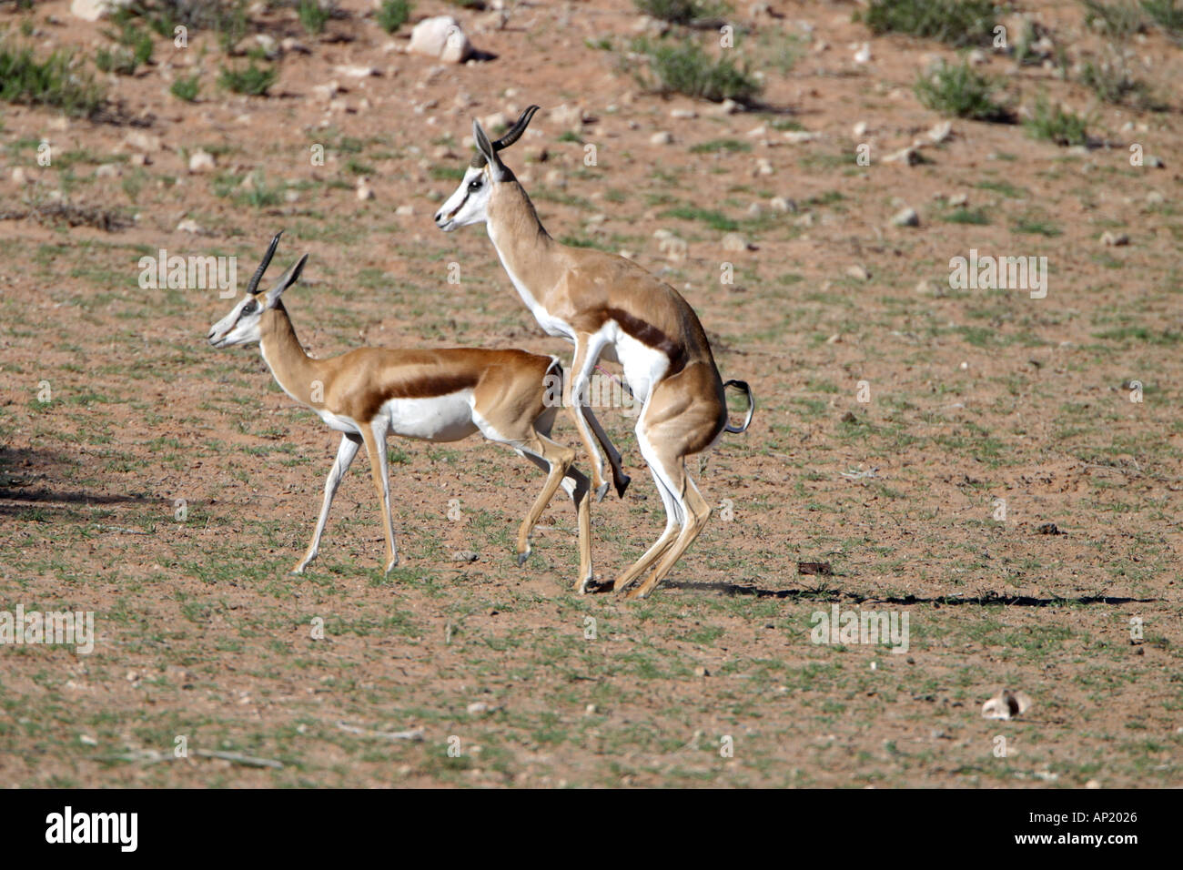 Springbok Mating High Resolution Stock Photography and Images - Alamy