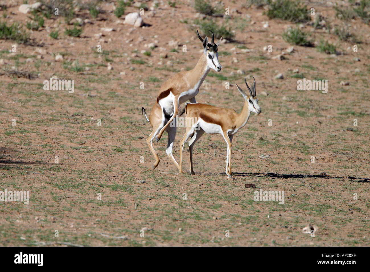 Springbok mating hi-res stock photography and images - Alamy