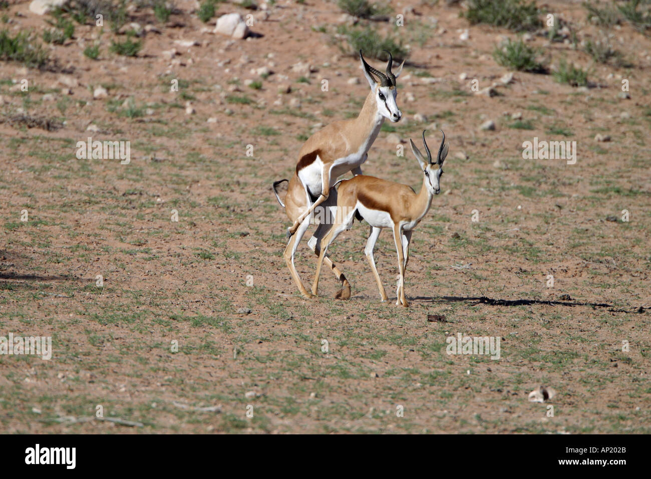 Springbok mating hi-res stock photography and images - Alamy