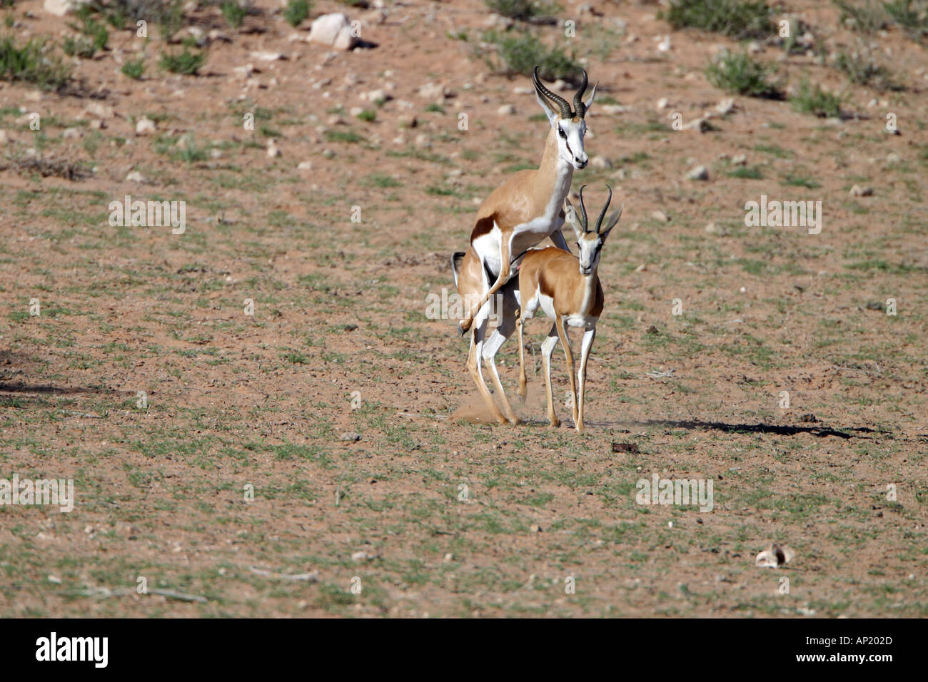 Springbok mating hi-res stock photography and images - Alamy