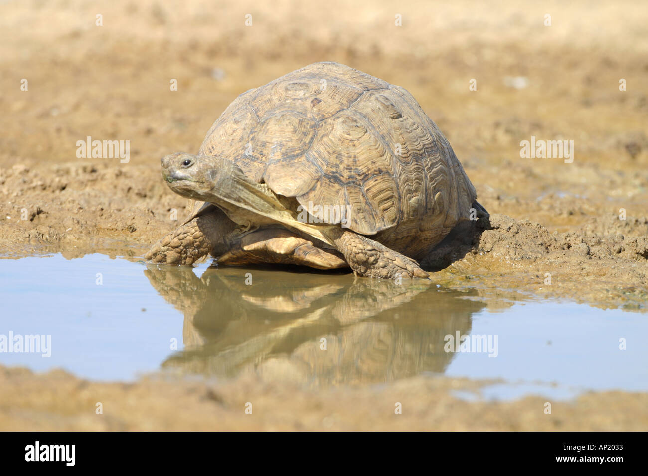 tortoise at waterhole Stock Photo - Alamy