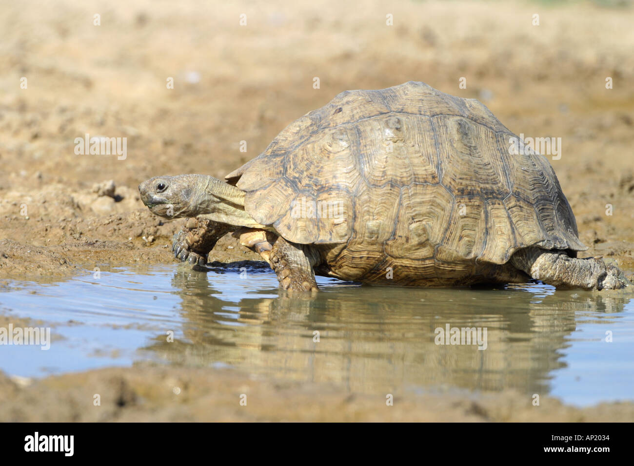 tortoise in water puddle Stock Photo - Alamy