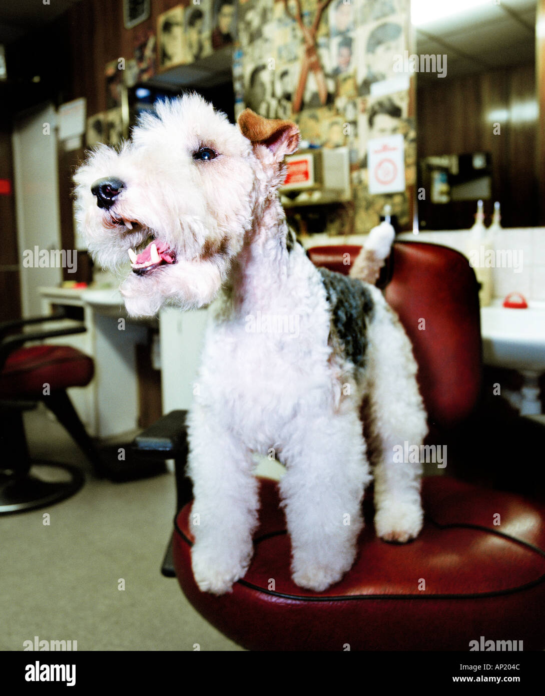 Dog cut hair hi-res stock photography and images - Alamy