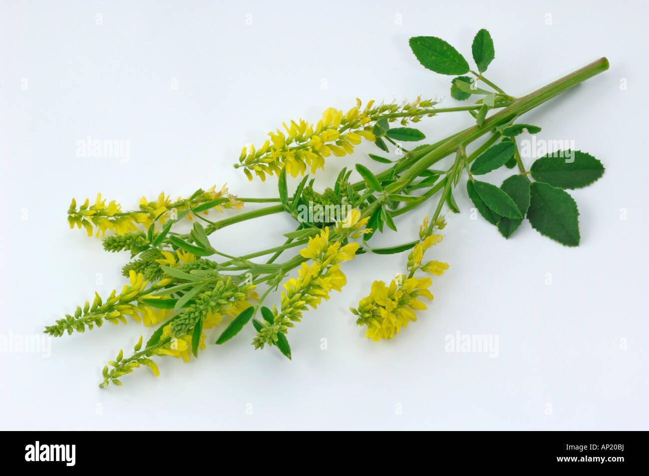 Melilotus officinalis hi-res stock photography and images - Alamy