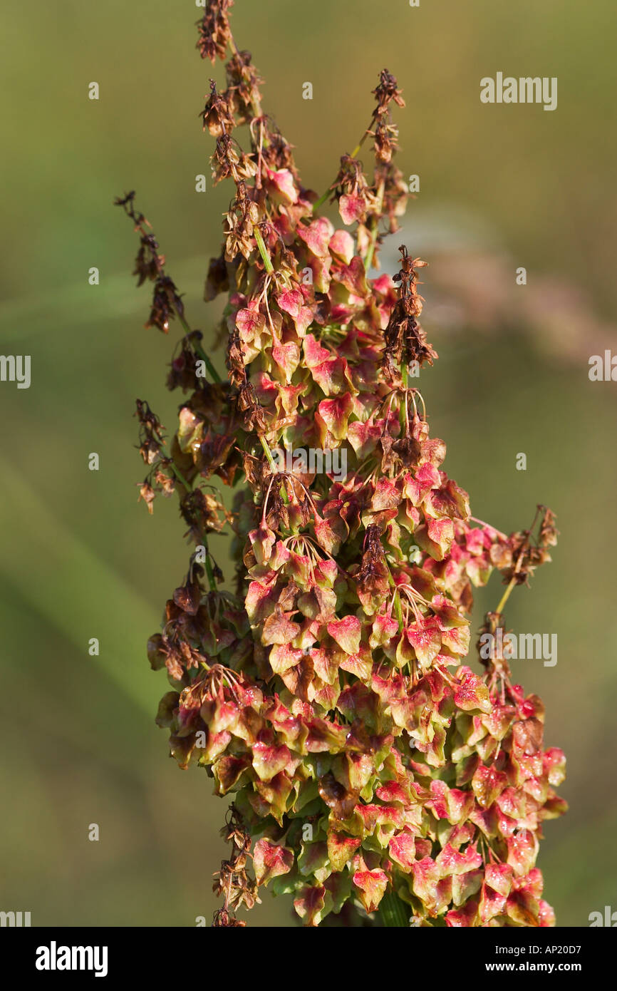 flower of Monks Rhubarb Rumex alpinus Alps Austria Stock Photo - Alamy