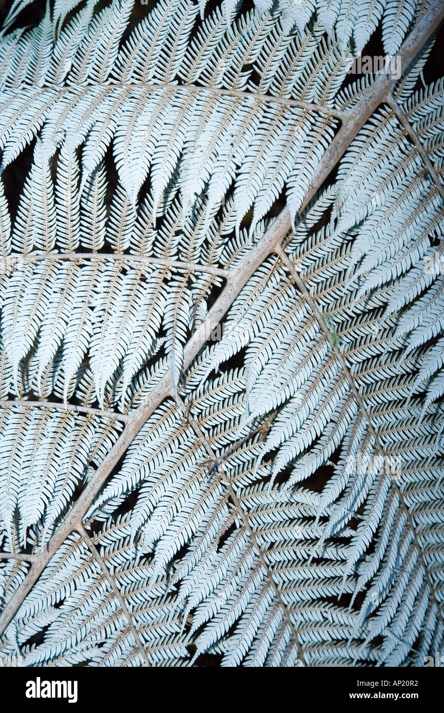 Silver Fern Frond underside Cyathea dealbata North Island New Zealand ...