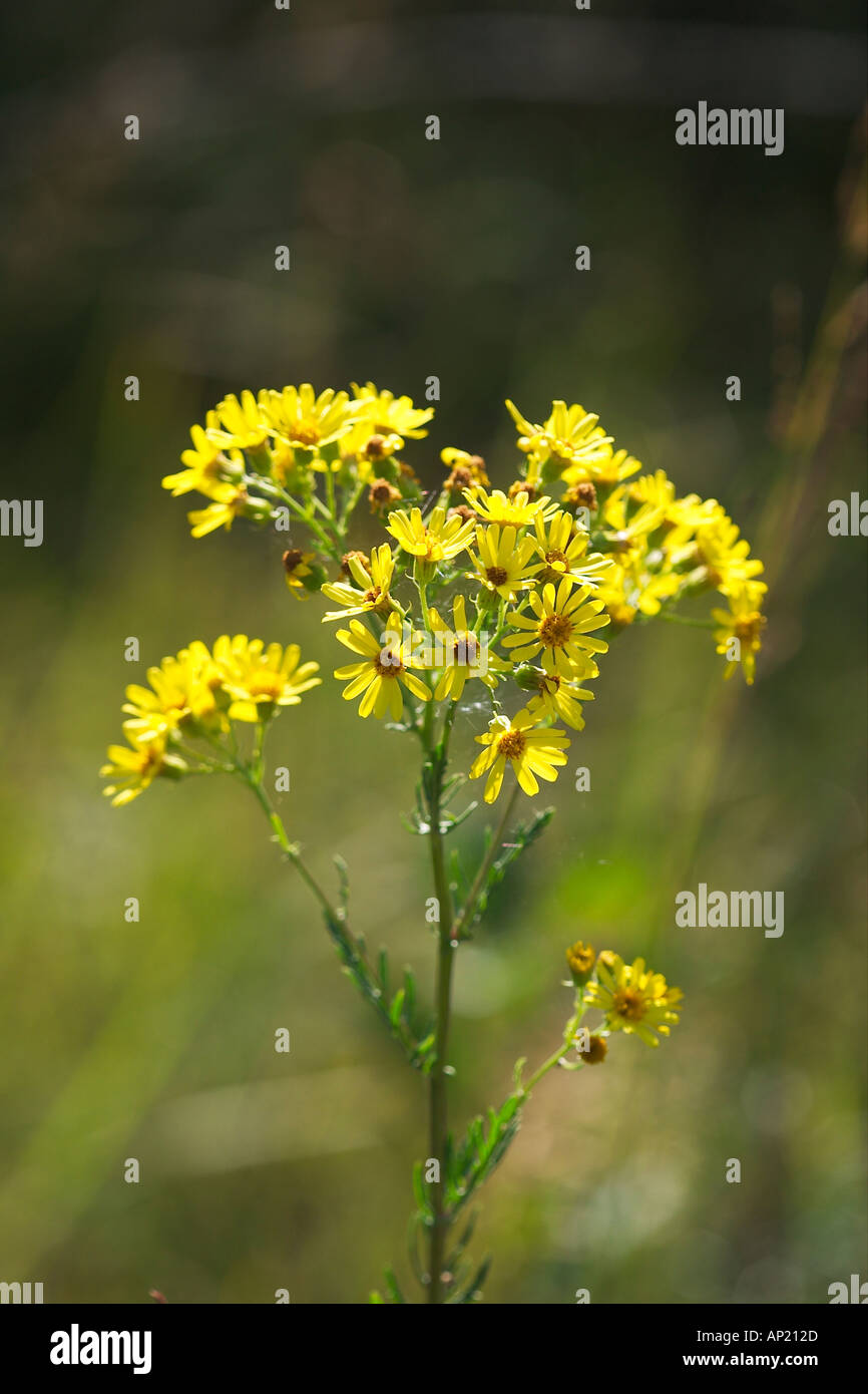hoary ragwort Senecio erucifolius Stock Photo - Alamy