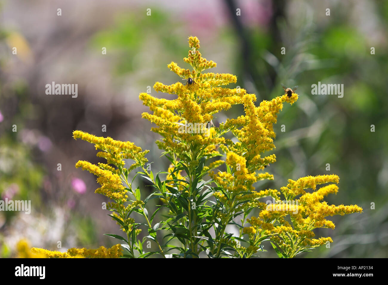 Canadian goldenrod common goldenrod Solidago canadensis Stock Photo - Alamy