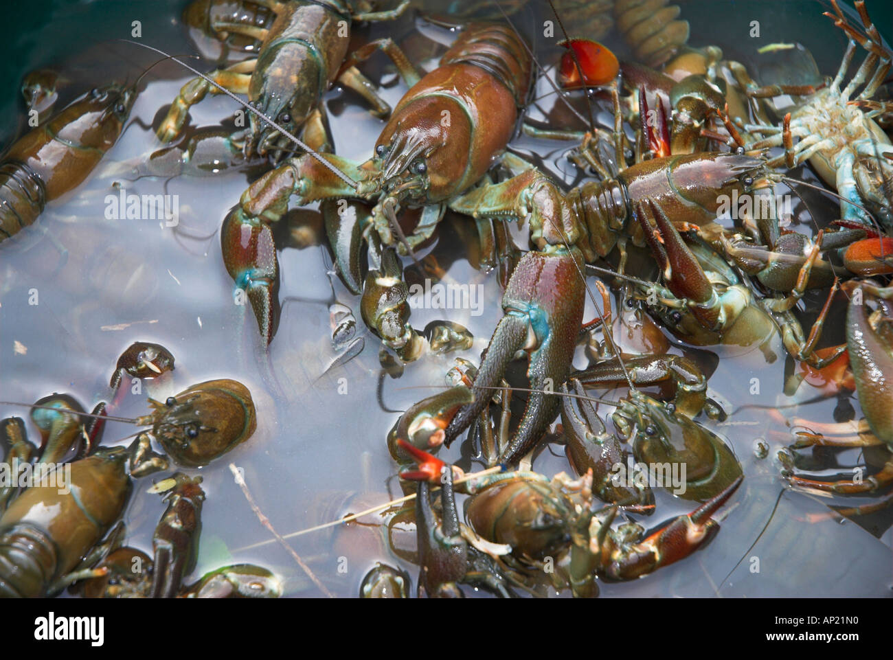 American invader hi-res stock photography and images - Alamy