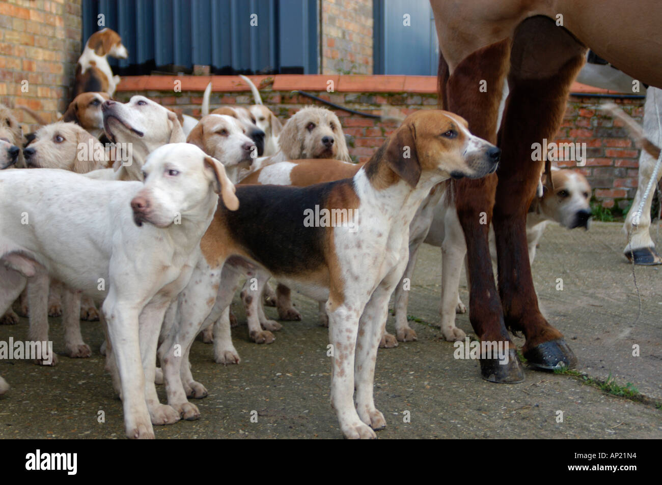 Foxhunting hounds hi-res stock photography and images - Alamy