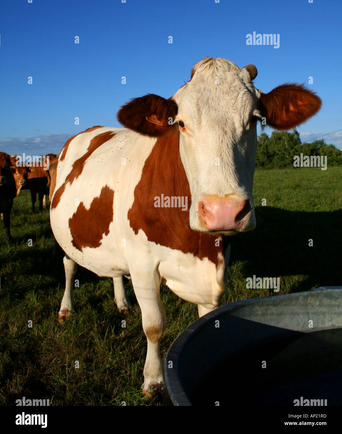 curious cow at drinking tub Stock Photo - Alamy