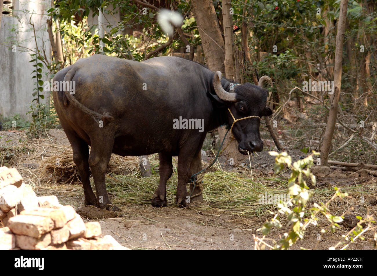 Domestic buffalo Gujarat, India Stock Photo - Alamy